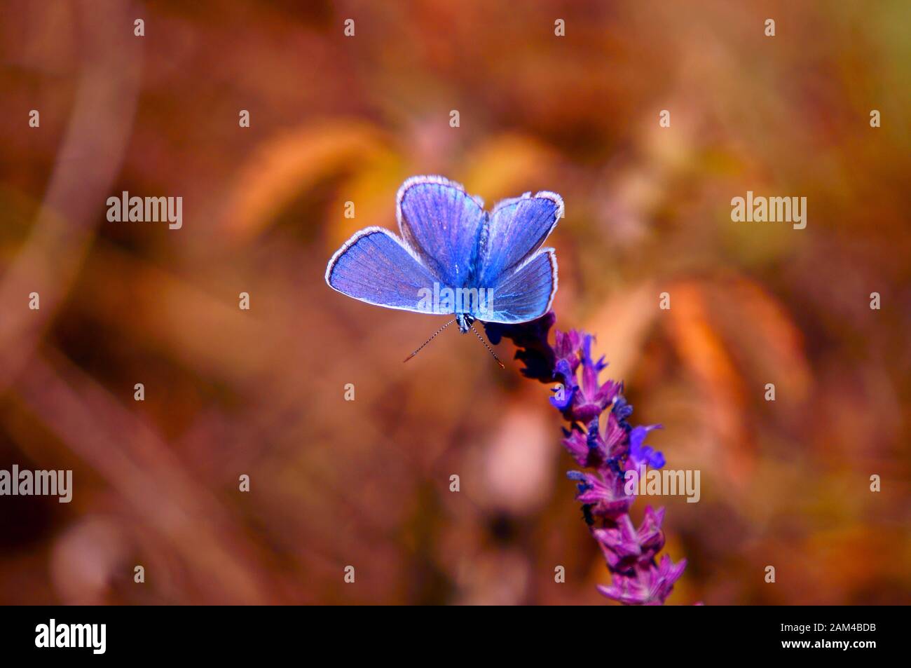 Colorful butterfly landscape hi-res stock photography and images - Alamy