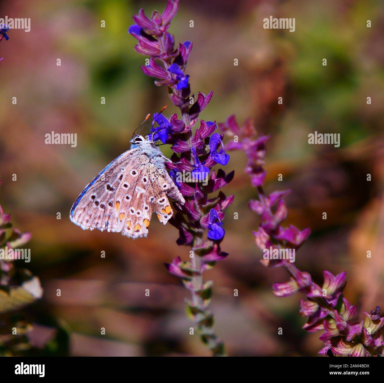 Colorful butterfly landscape hi-res stock photography and images - Alamy