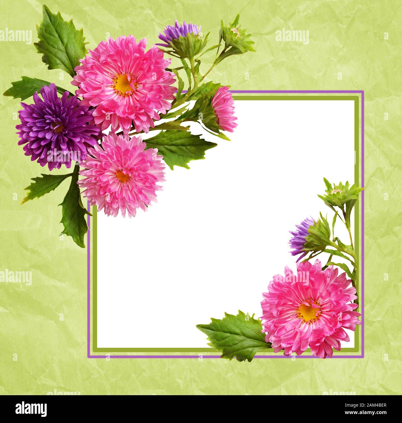 Aster flowers composition and frame on green background Stock Photo - Alamy