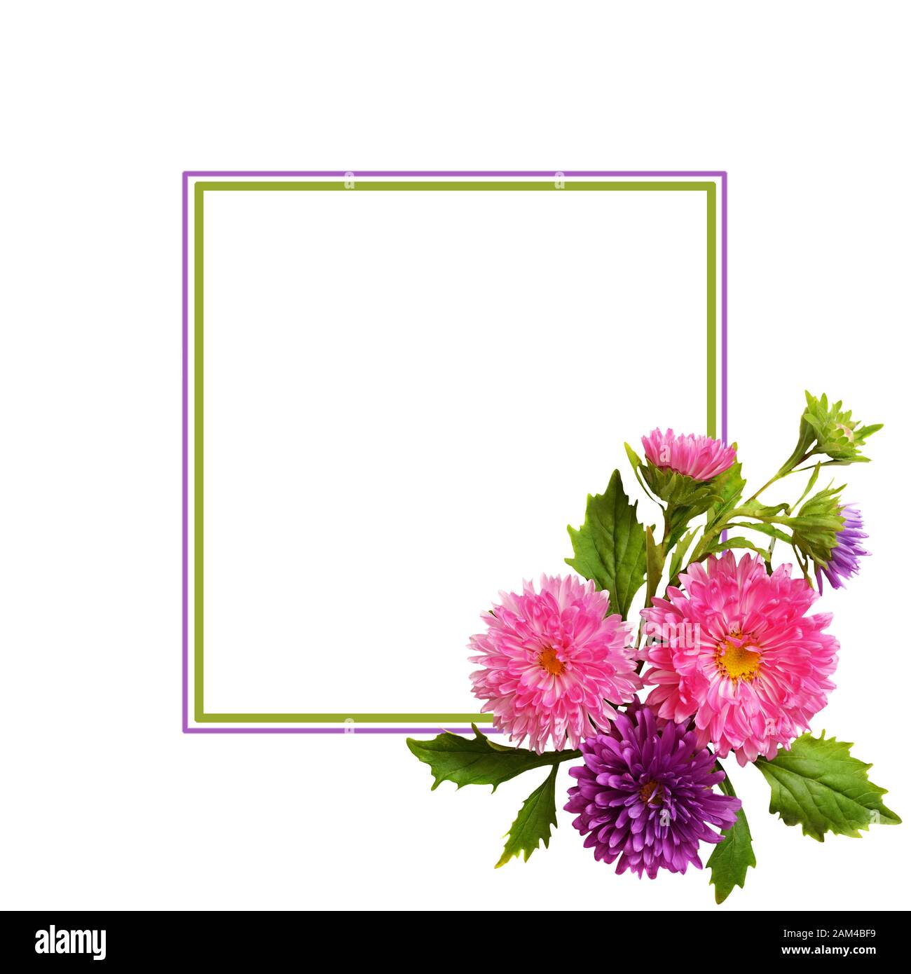 Aster flowers composition and frame on green background Stock Photo - Alamy