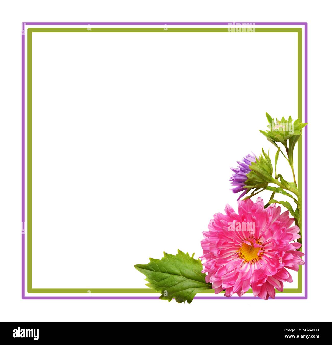 Aster flowers composition and frame on green background Stock Photo - Alamy