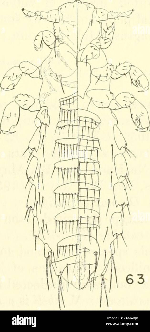 Proceedings of the United States National Museum . Figures 62-63 ...