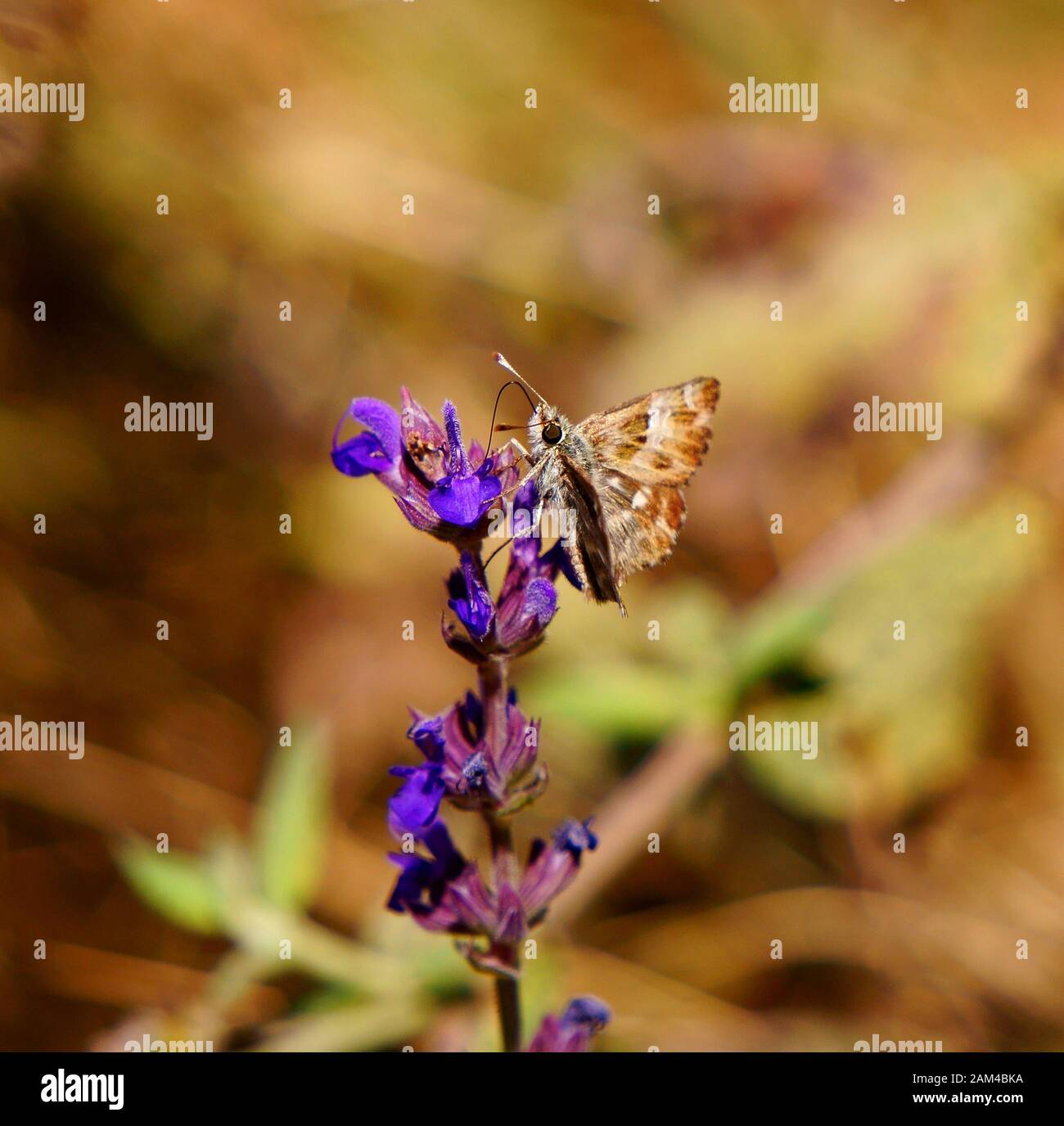 Photo of a beautiful butterfly in nature. Flower landscape Stock Photo ...