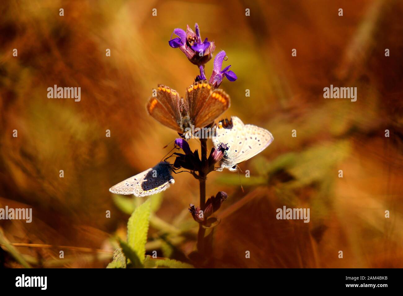 Butterfly in natural landscape hi-res stock photography and images - Alamy