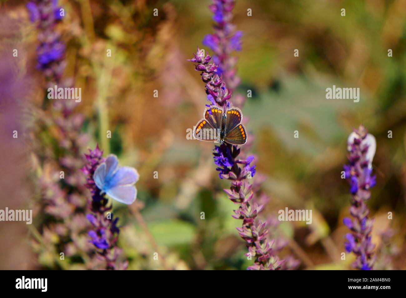 Butterfly insects and nature hi-res stock photography and images - Alamy