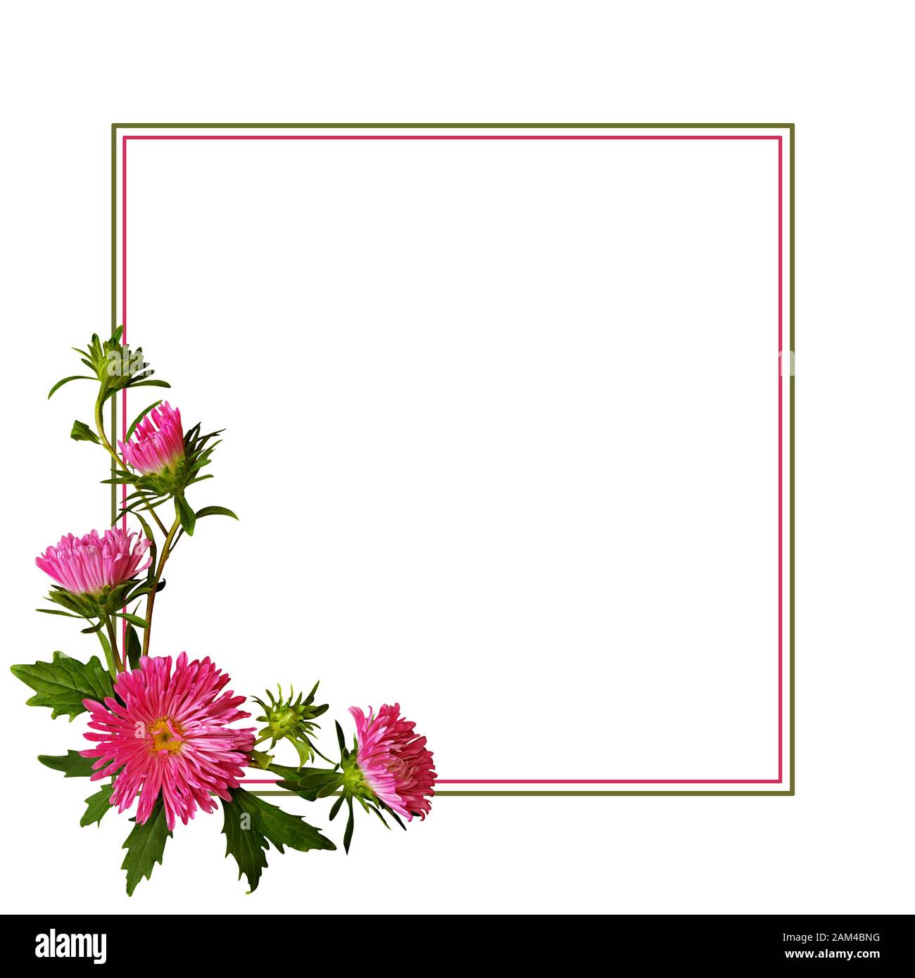 Aster flowers composition and frame on white background Stock Photo - Alamy