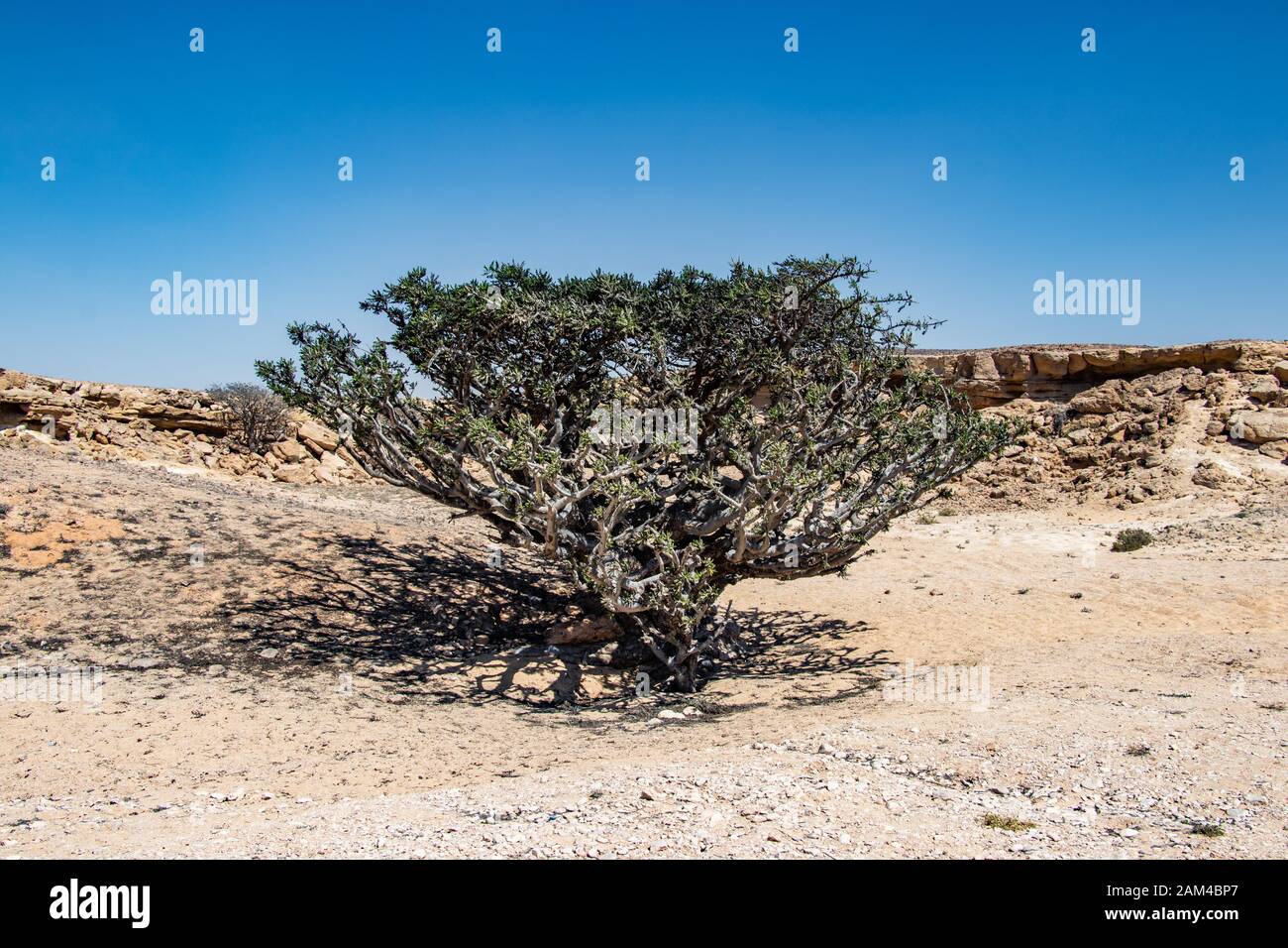 Frankincense tree hi-res stock photography and images - Alamy