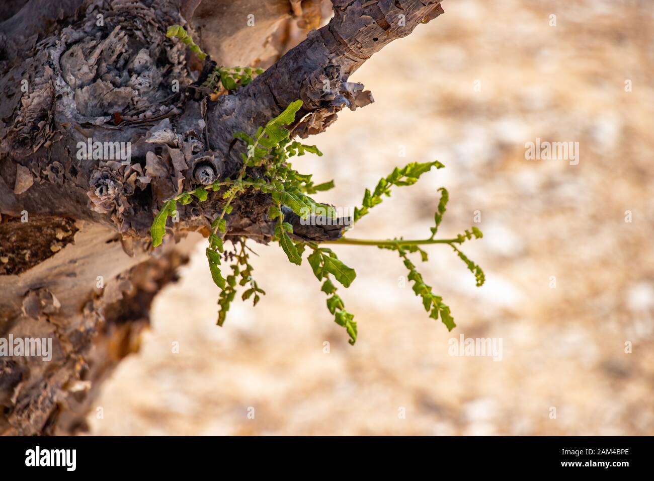 Frankincense tree hi-res stock photography and images - Alamy