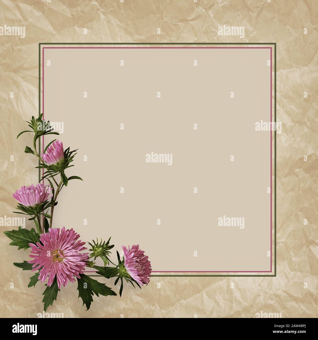 Aster flowers composition and frame on gray background Stock Photo - Alamy