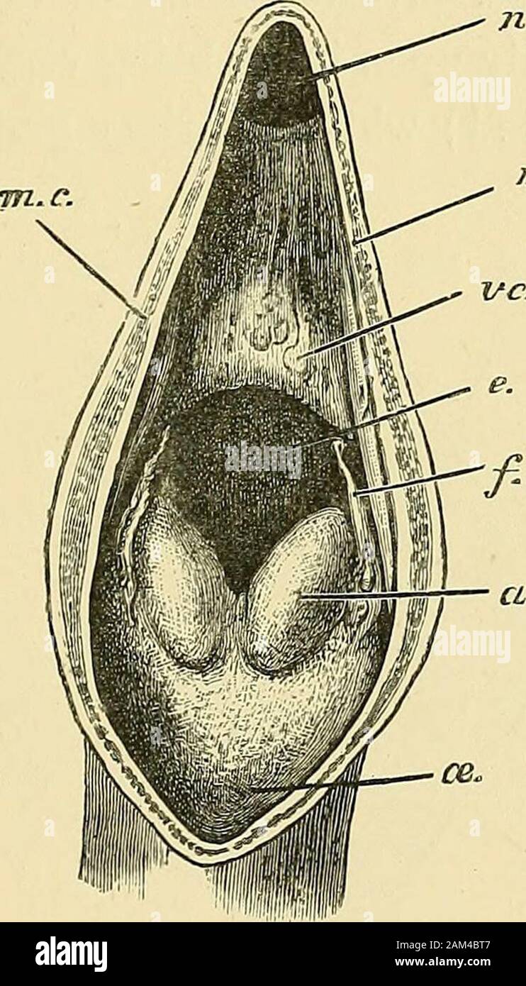 Animal anat hi-res stock photography and images - Alamy