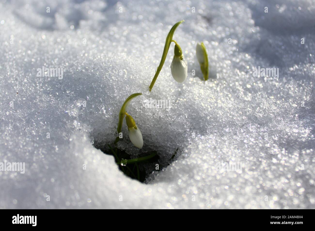 The picture shows snowdrops in the snow Stock Photo - Alamy