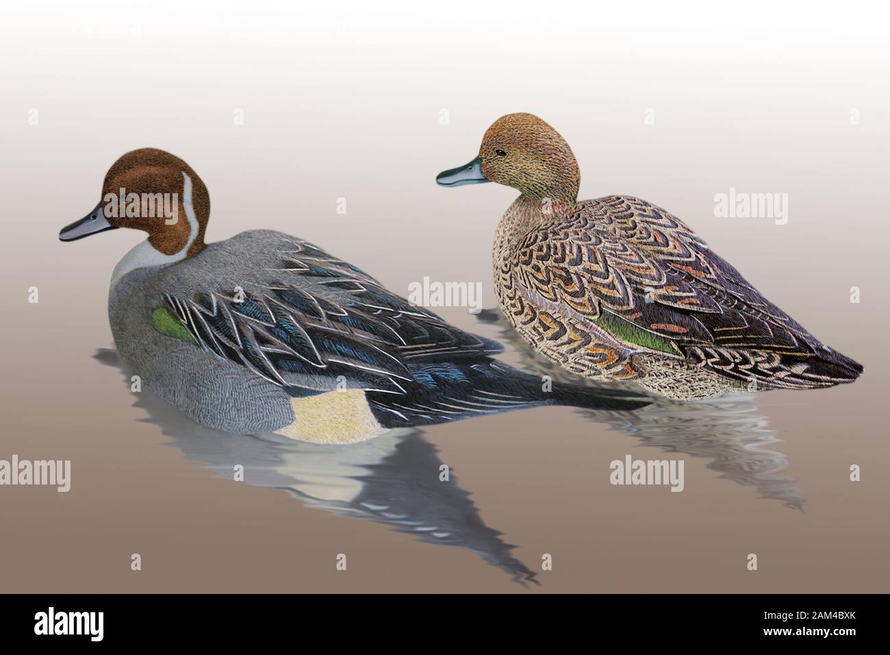 Pintail duck realistic illustration Stock Photo - Alamy