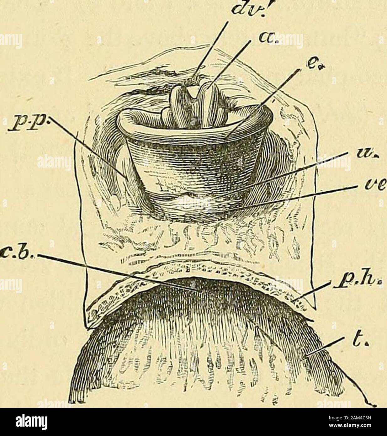 Bookidonstertorapoplex00bowl hi-res stock photography and images - Alamy