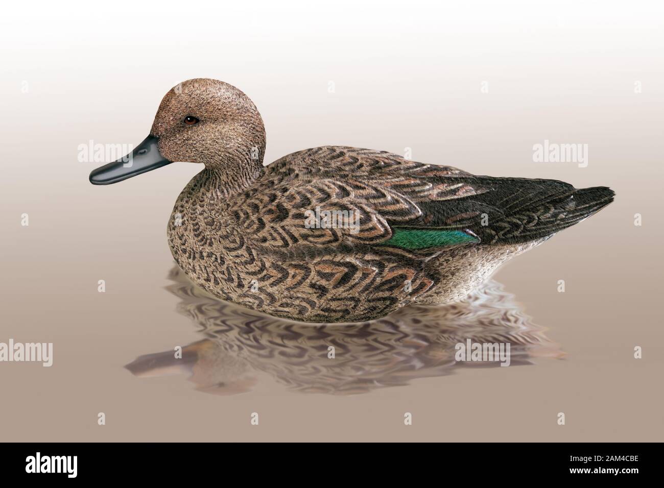 Pintail duck realistic illustration Stock Photo - Alamy