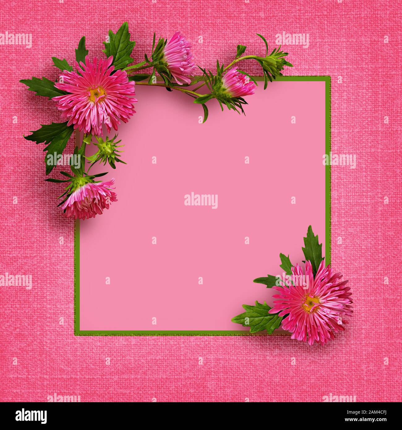 Aster flowers composition and frame on white background Stock Photo - Alamy