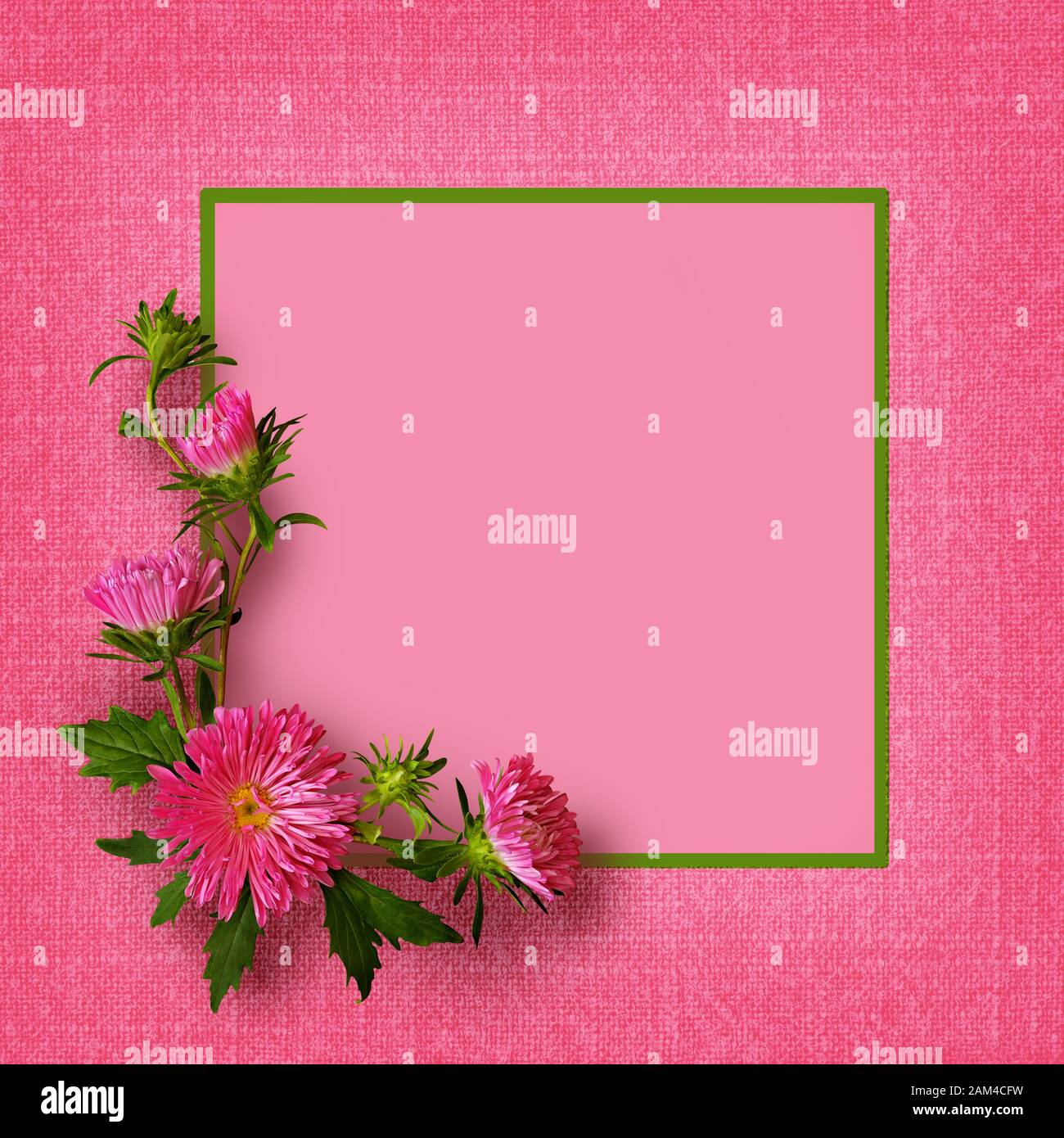 Aster flowers composition and frame on white background Stock Photo - Alamy