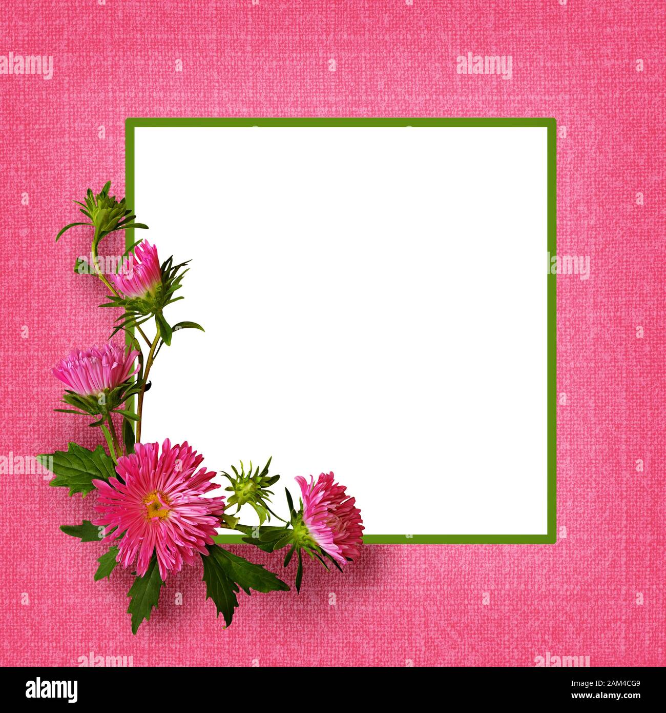 Aster flowers composition and frame on white background Stock Photo - Alamy