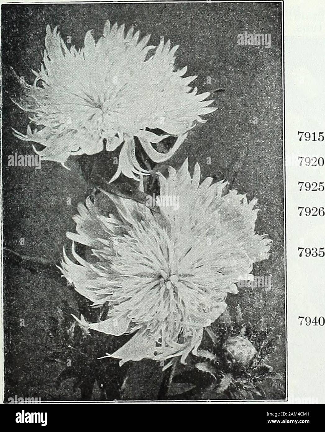 White globe flowers gardens hi-res stock photography and images - Alamy