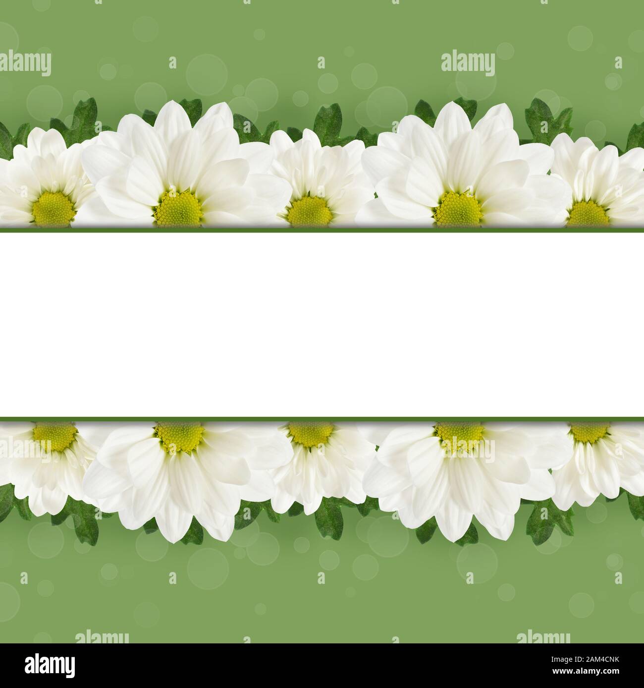 Green background with daisy flowers Stock Photo - Alamy