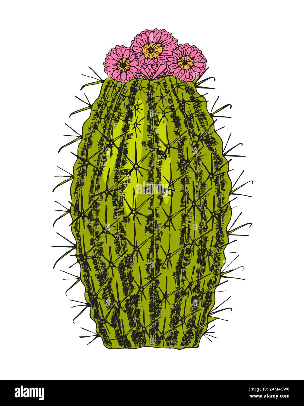 Cactus prickles Stock Vector Images - Alamy