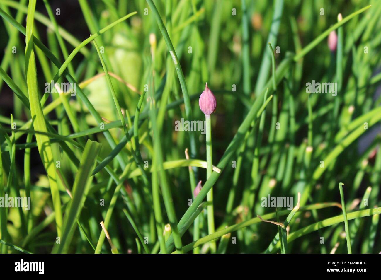 The picture shows a chive field in the garden Stock Photo - Alamy