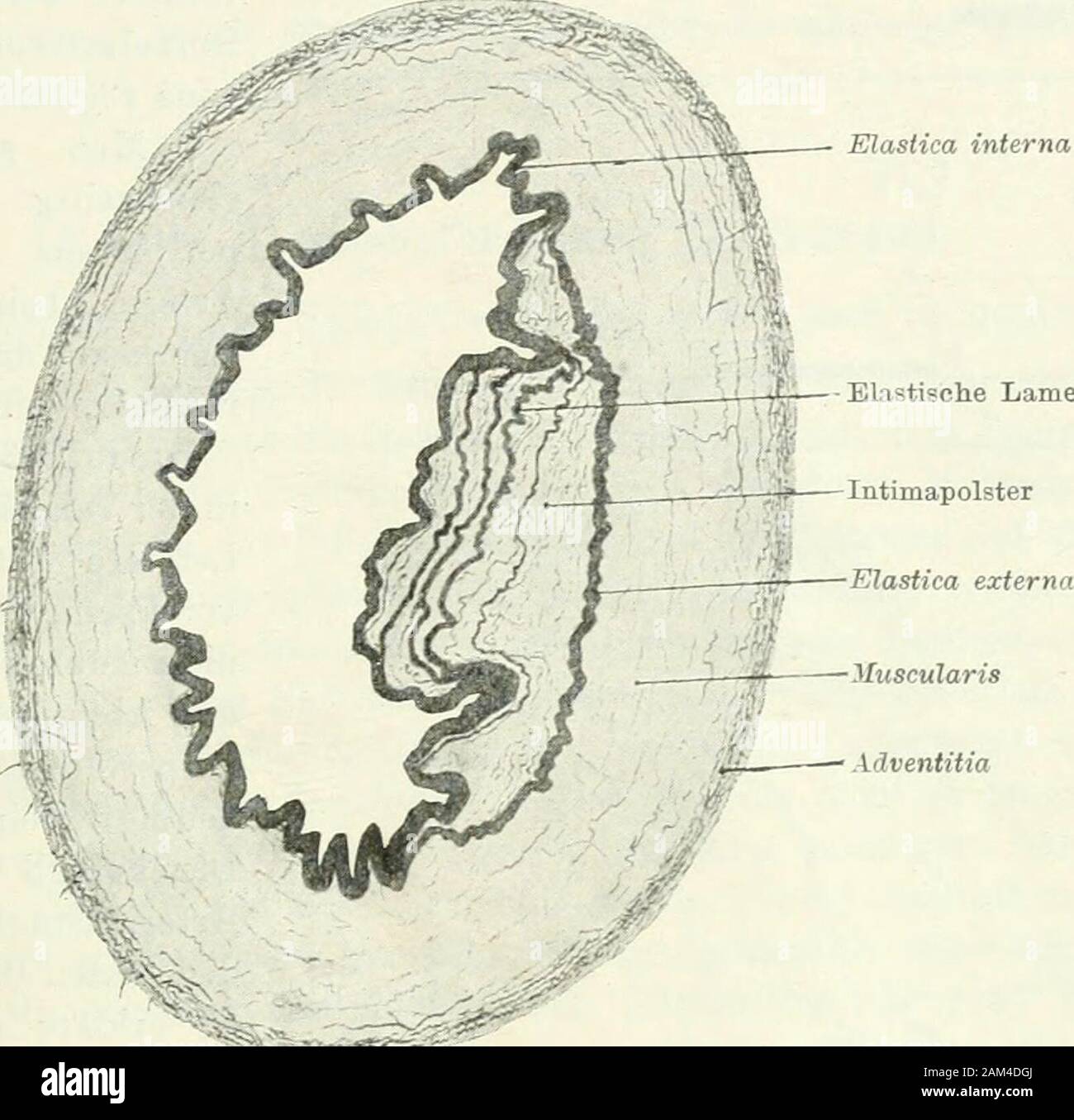 Handbuch der Physiologie des Menschen . ngeschnürt wird. I ) Kölliker ...
