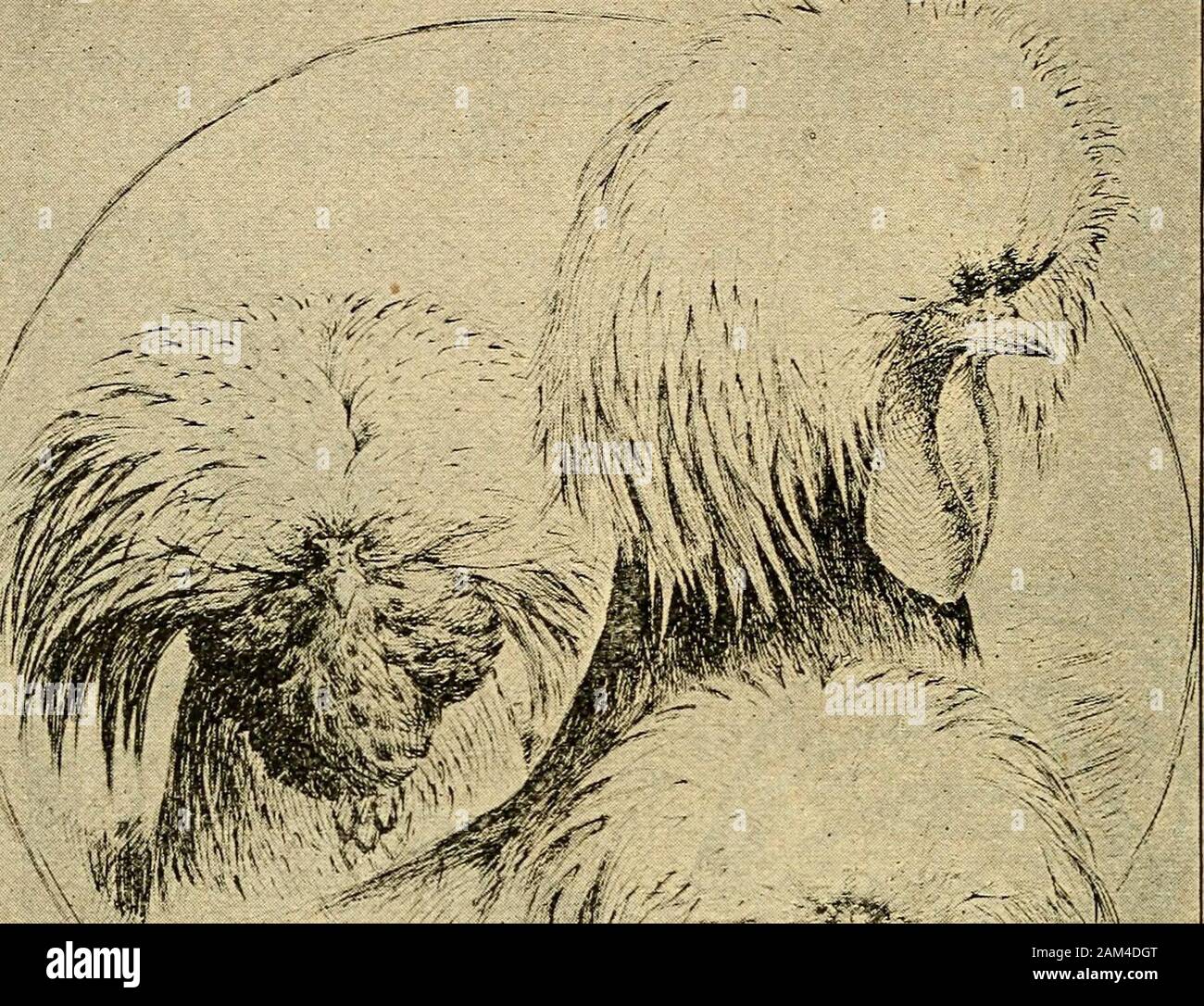 Bearded buff laced hi-res stock photography and images - Alamy