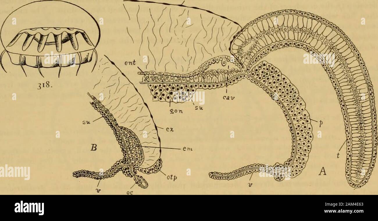 Male gonads hi-res stock photography and images - Alamy