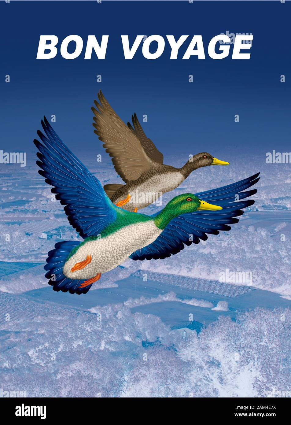 Duck flying realistic illustration Stock Photo - Alamy