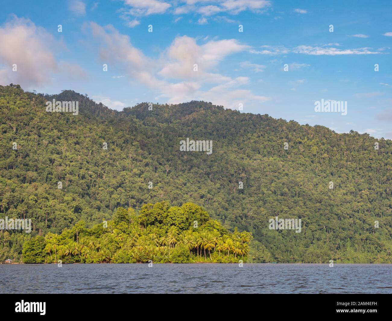 Rain forest. Arguni, Bird's Head Peninsula, West Papua, Indonesia, Asia ...