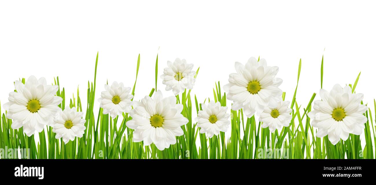 Grass and daisy flower edge on white background Stock Photo - Alamy