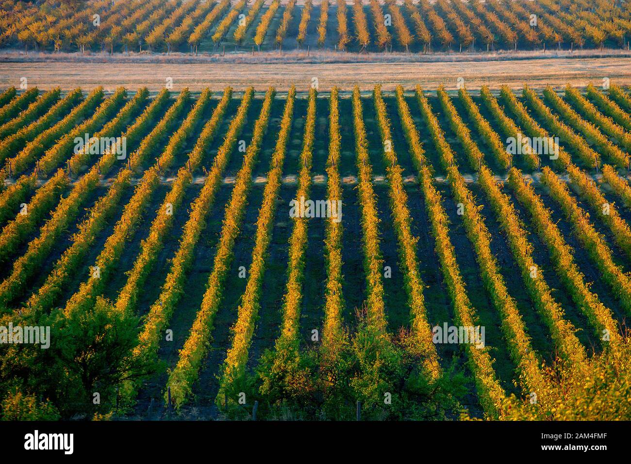 Rows Of Crops Aerial