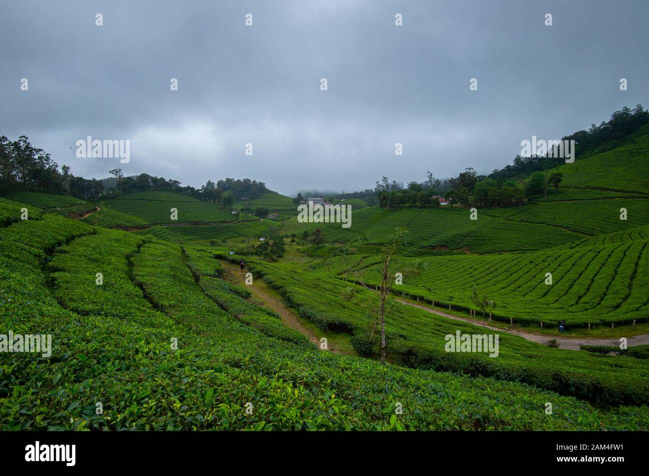 Tea Plantations and Shola forest near Valparai, Tamilnadu,India, Asia ...
