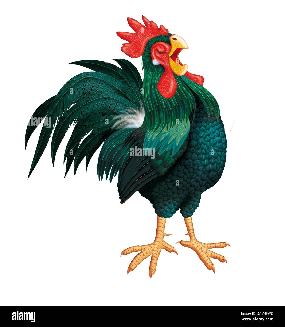 Rooster realistic illustration Stock Photo - Alamy