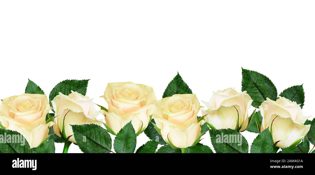 Rose flowers edge on white background Stock Photo - Alamy