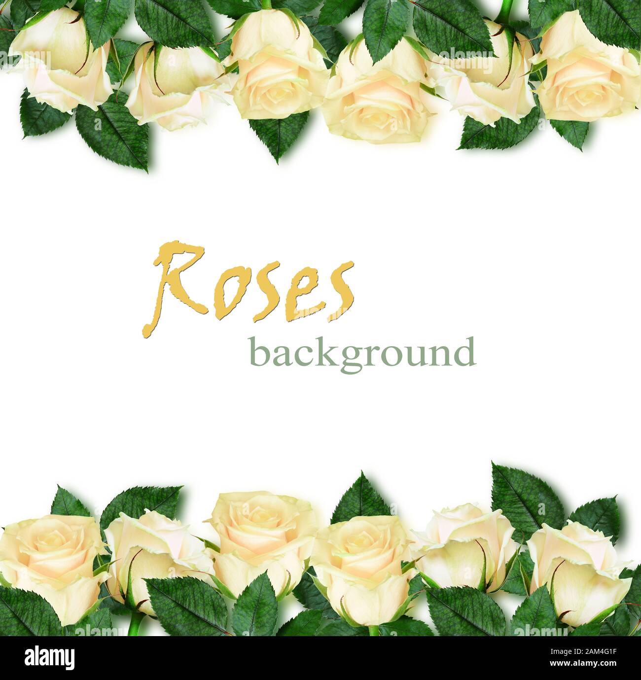 Rose flowers edges on white background Stock Photo - Alamy