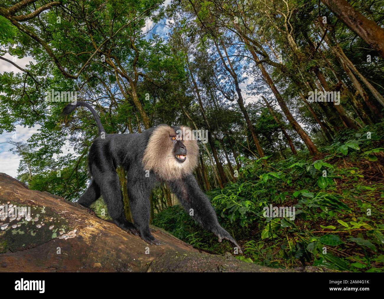 Lion-tailed Macaque coming down from canopy on the tree bark in search ...