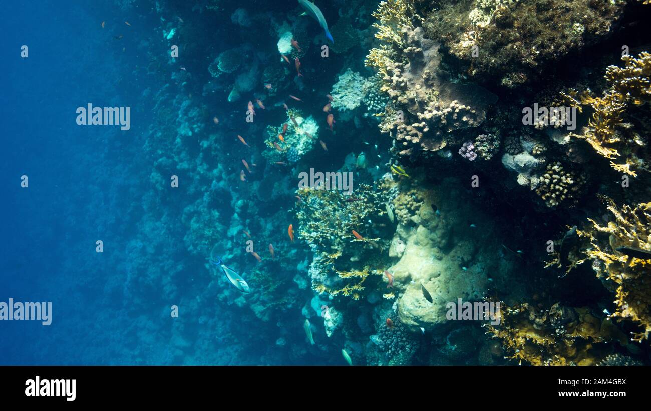 Coral Reef at the Red Sea,Egypt. Underwater landscape with fish and ...