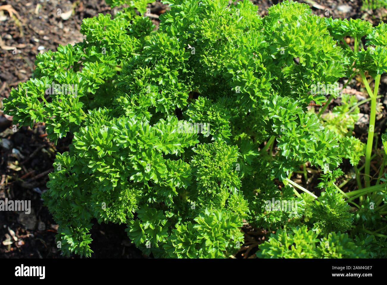 The picture shows a parsley field in the garden Stock Photo - Alamy