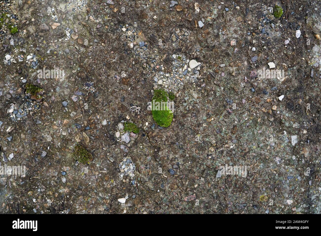 Moss green grunge texture. Moss background. Green moss on grunge ...