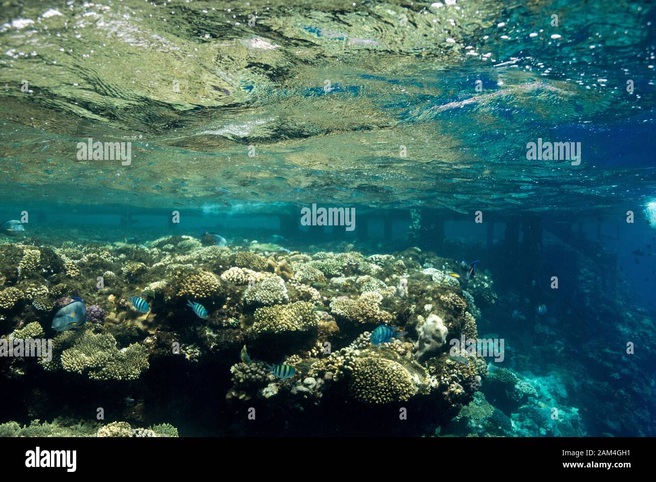 Coral Reef at the Red Sea,Egypt. Underwater landscape with fish and ...