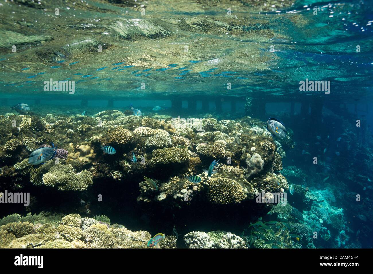 Coral Reef at the Red Sea,Egypt. Underwater landscape with fish and ...