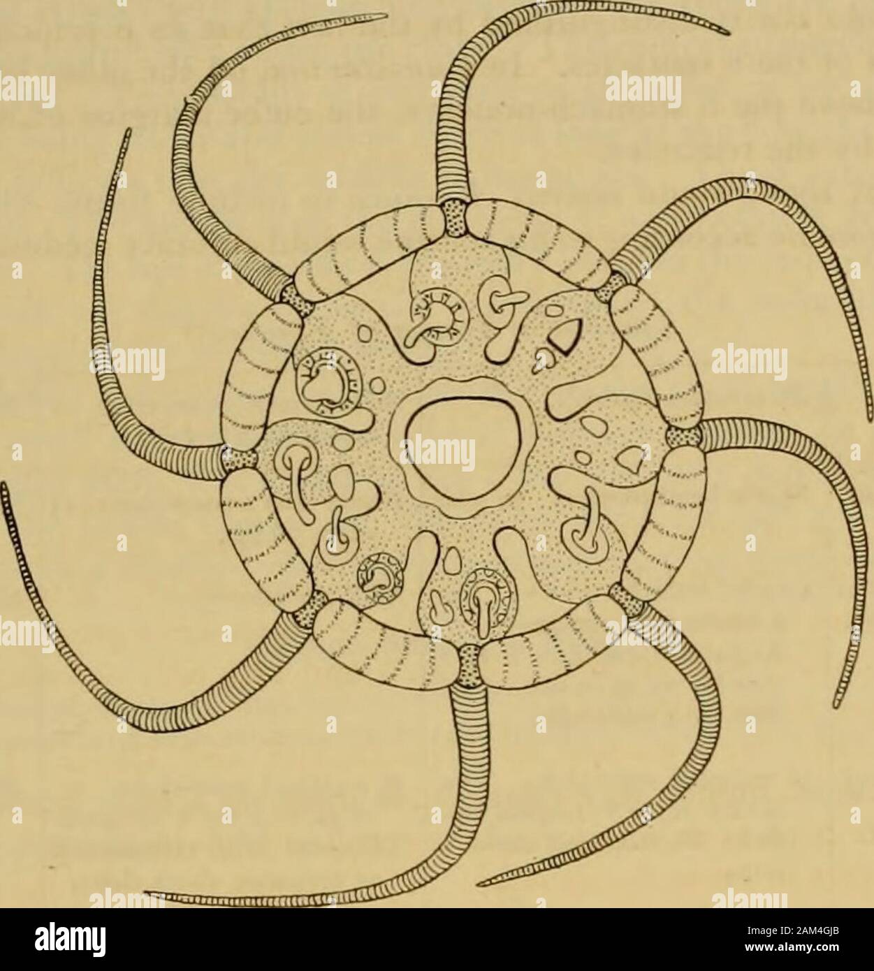 Medusa stages hi-res stock photography and images - Alamy