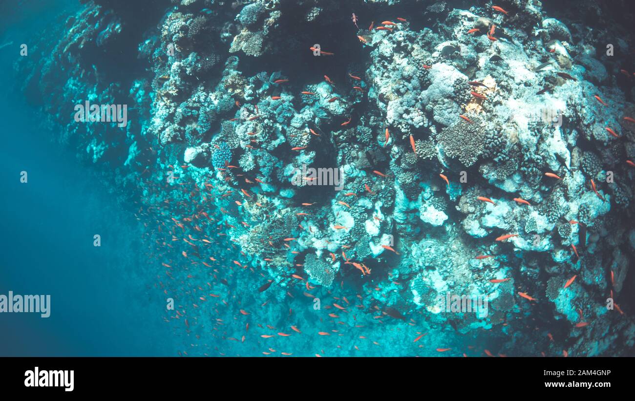 Coral Reef at the Red Sea,Egypt. Underwater landscape with fish and ...