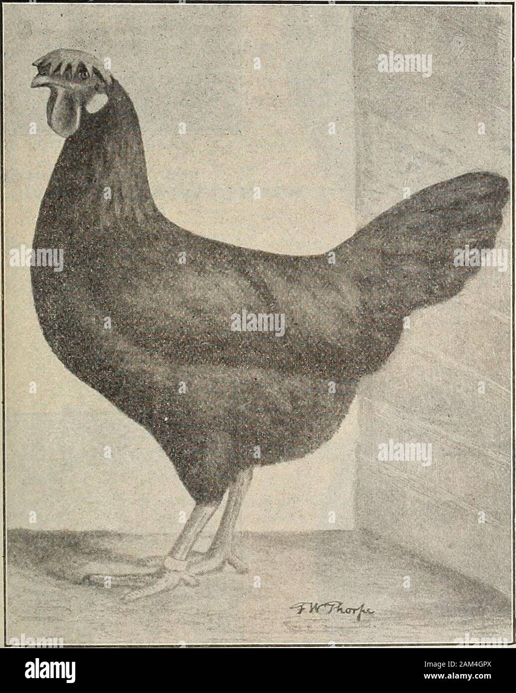 Ate a bird hi-res stock photography and images - Alamy