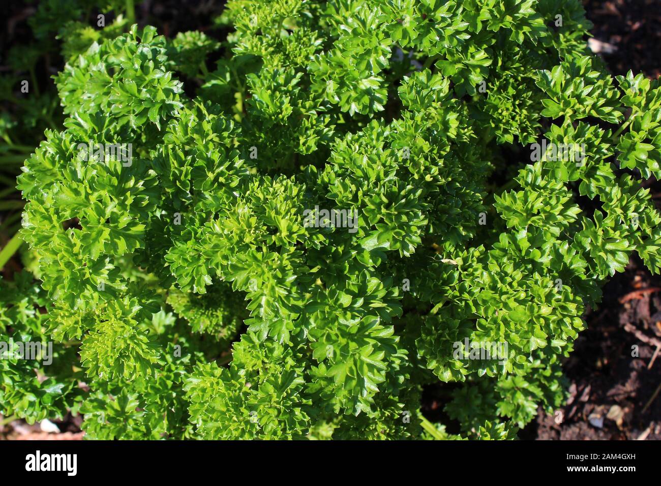 The picture shows a parsley field in the garden Stock Photo - Alamy