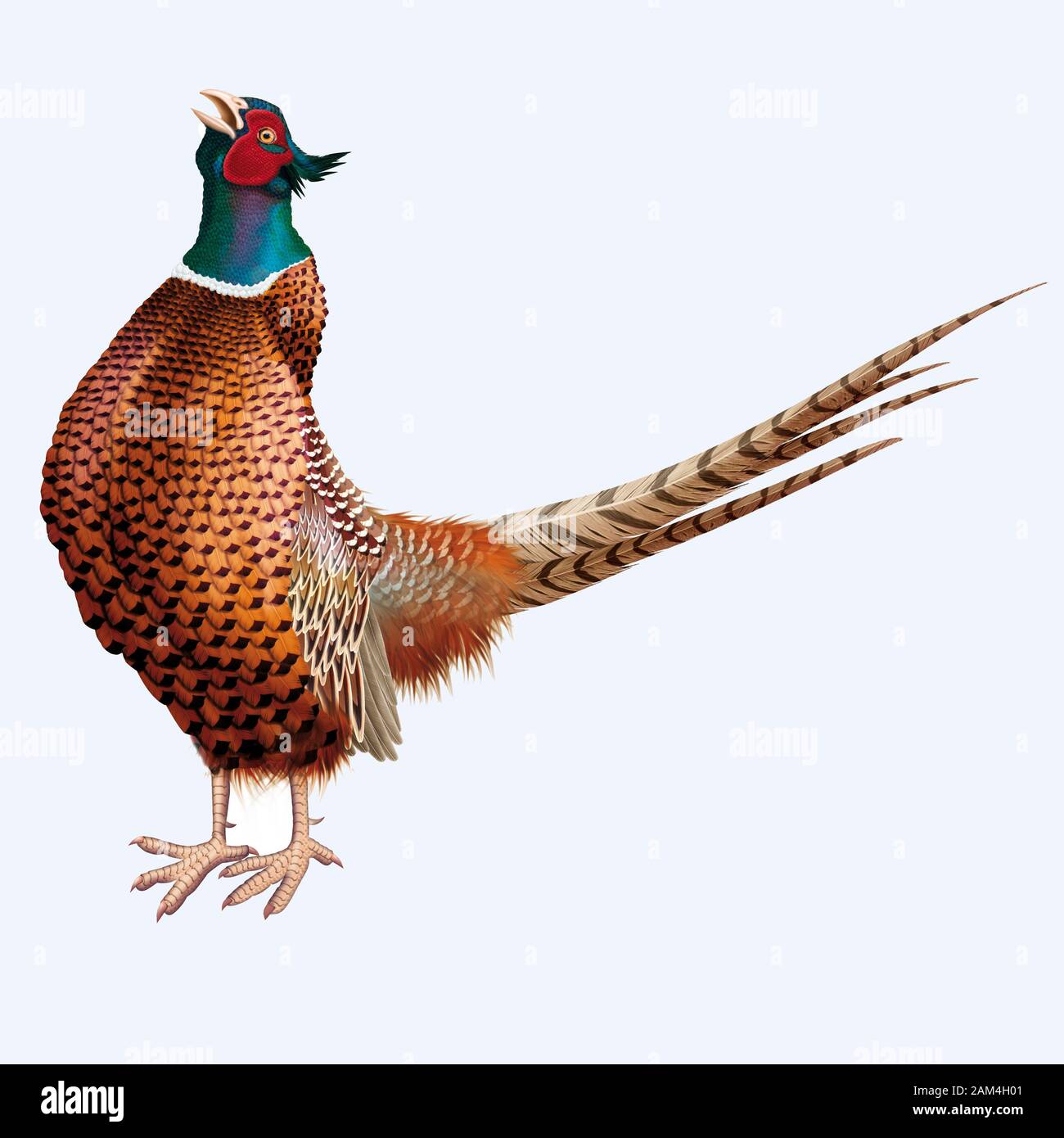Pheasant realistic illustration Stock Photo - Alamy