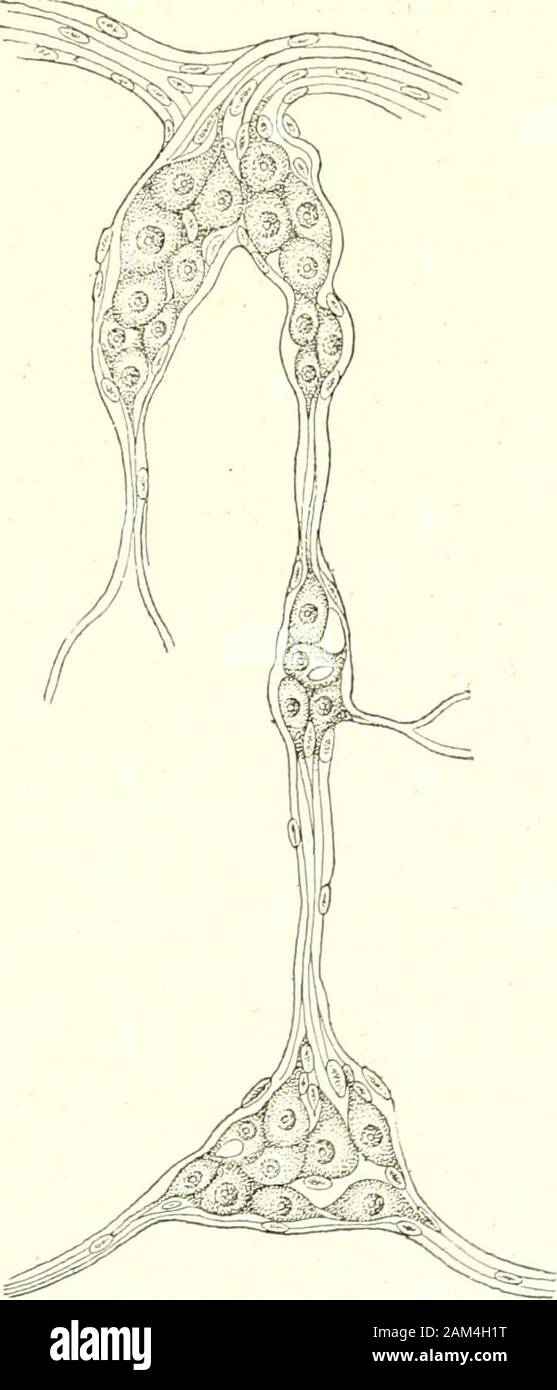Sclerotique hi-res stock photography and images - Alamy