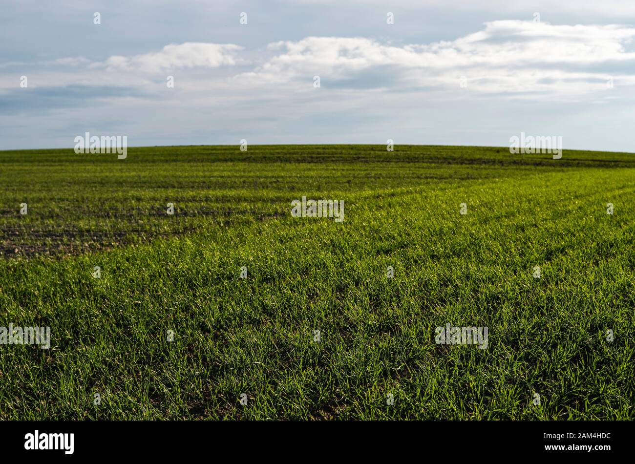 Field of young wheat seedlings growing in autumn. Young green wheat ...