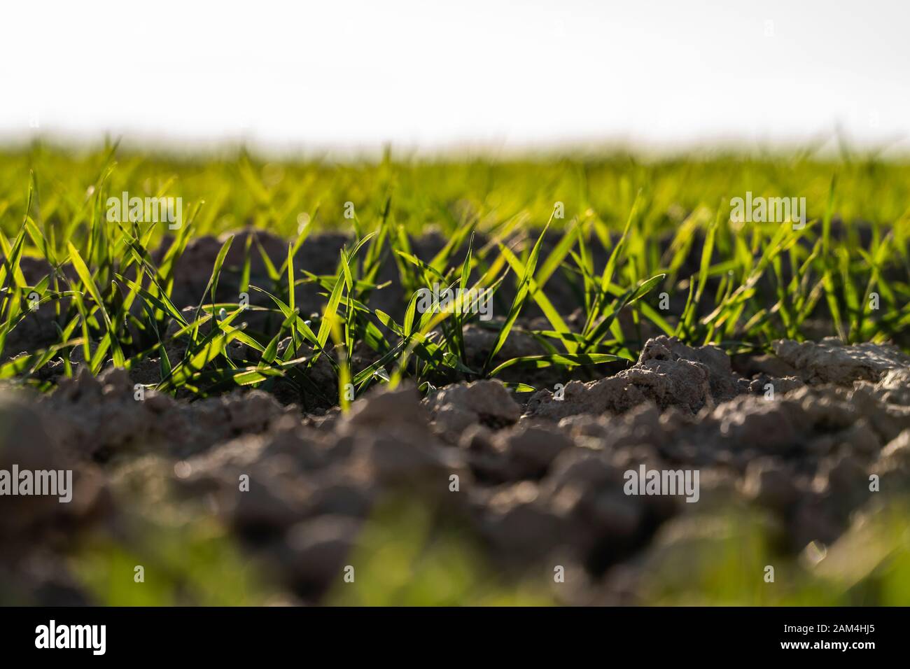 Young wheat seedlings growing on a field in autumn. Young green wheat ...